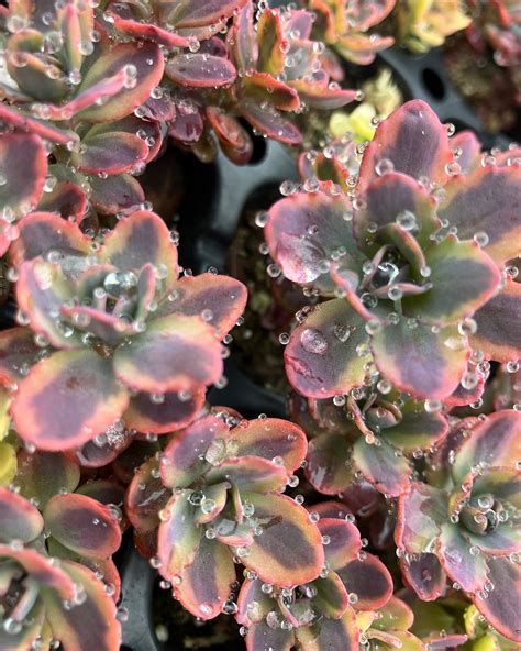 Dazzling Dynamite Ppaf Garden Solutions