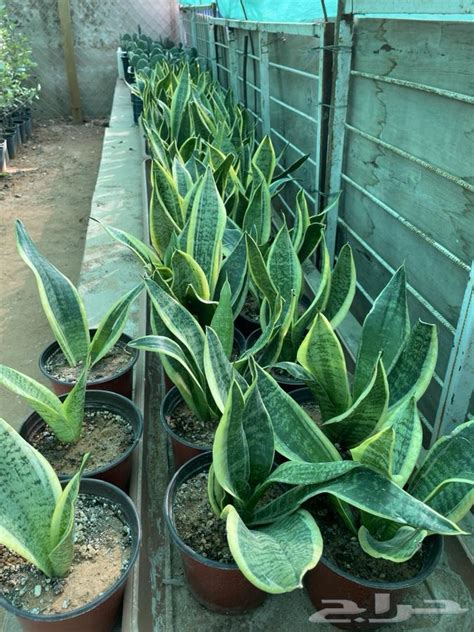 صبار جلد النمر هولندي المنشاء ماركن حجم 15 سم موقع حراج