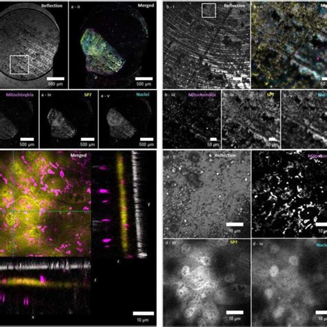 Cryofib Sem Volume Imaging A Single Secondary Electron Se Image Download Scientific Diagram