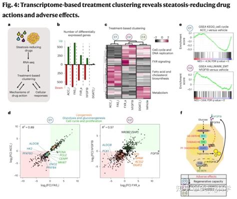 Hans Clevers 团队再突破！新型人脂肪肝类器官可用于crispr筛选新靶点药物 知乎