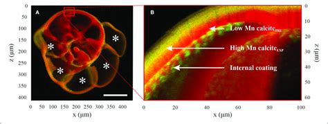 µxrf elemental maps of mn green and ca red map of a specimen of