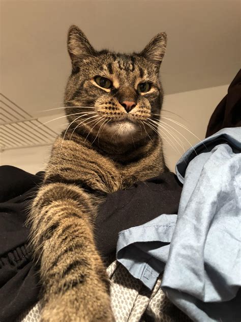 I Woke Him Up From His Nap And Ive Never Seen Him Look More Annoyed
