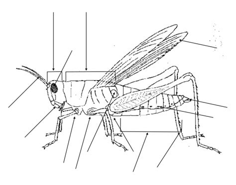 Grasshopper Identification Quiz