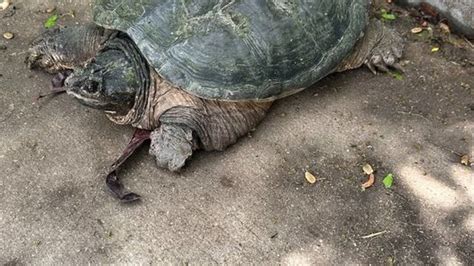Snapping Turtle Considers Laying Eggs In Westminster Neighborhood