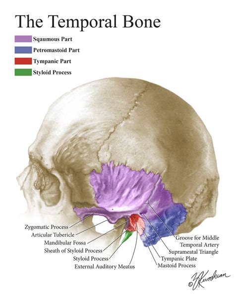 Suprameatal Triangle