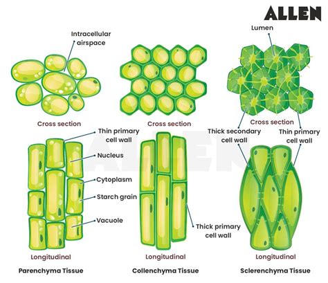 What Is Parenchyma Types Tissues Structure And Functions