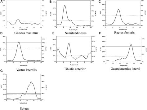 A Emg During Level Walking Normalized With Both Sic And Mvic Gluteus Download Scientific