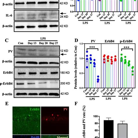 Effects Of Repeated Lps Injections On Expressions Of Inflammatory Download Scientific Diagram