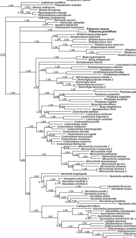 Bayesian Inference Tree With Average Branch Lengths Based On Combined