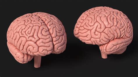 Human Brain Plastic Model 3d Turbosquid 2268842
