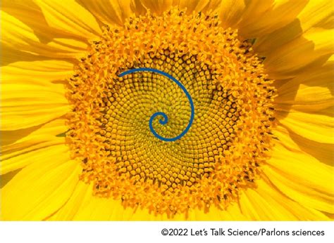 Fibonacci Sequence In Flowers