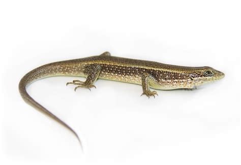 African Red Sided Skink For Sale