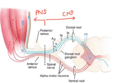 Lec Peripheral Nervous System Flashcards Quizlet