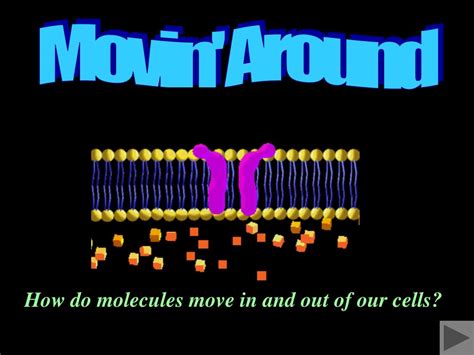 Ppt How Do Molecules Move In And Out Of Our Cells Powerpoint