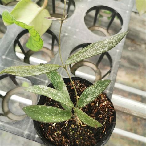 Hoya Sigillatis For Sale My Home Nature