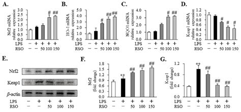 effect of rso on nrf2 keap1 pathway of lps induced raw 264 7 cells