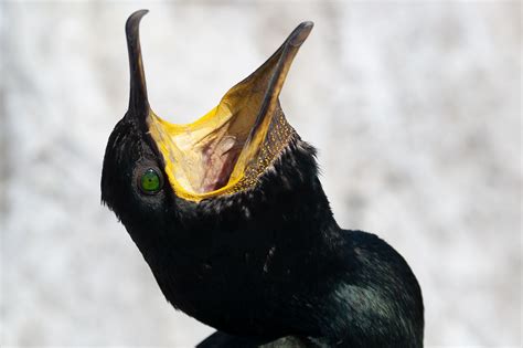 European Shag Phalacrocorax Aristotelis