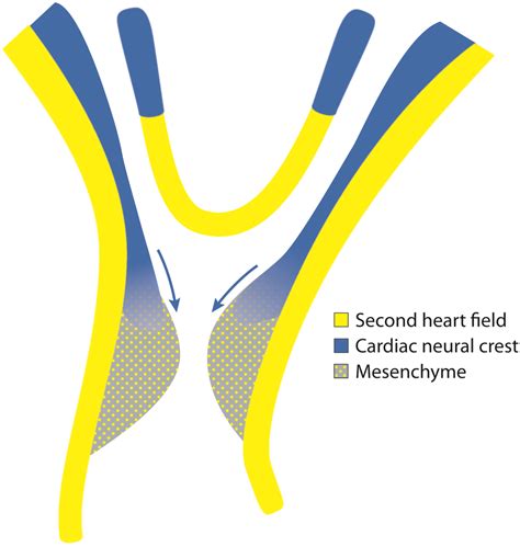 Remodeling Of The Endocardial Cushions Cardiac Neural Crest Cells Download Scientific Diagram