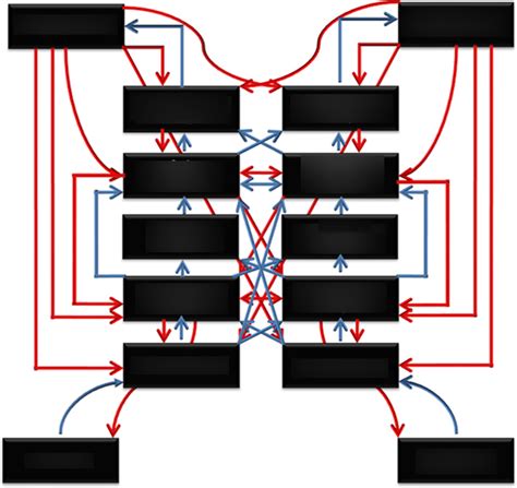 Cortex Diagram Quizlet