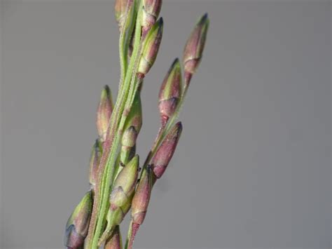 Fall Panicgrass Panicum Dichotomiflorum Easyscape Plant Profile