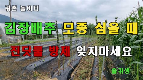 배추 모종 심을 때 꼭 해야할 일이 있습니다 Youtube
