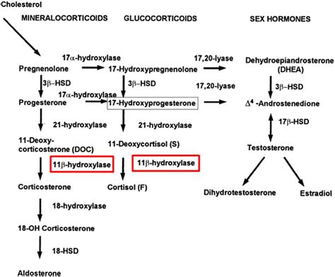 Mineralocorticoid Hypertension And Hypokalaemia Induced By Posaconazole