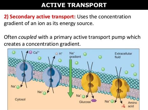 Tang 06 Transport Across Membranes