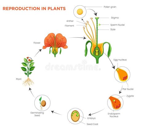 Pollination And Fertilization Pollination And Fertilisation