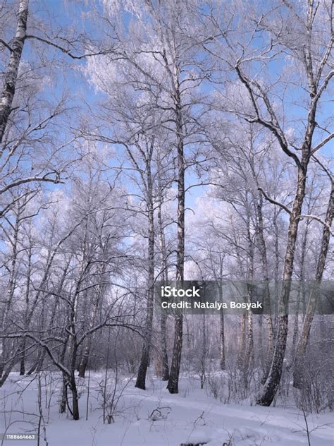 푸른 하늘을 배경으로 하프로스트로 덮인 자작나무 겨울 숲 풍경의 나무입니다 0명에 대한 스톡 사진 및 기타 이미지 0명 12월 가리기 Istock