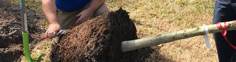 Root Pruning For A Healthier Tree UF IFAS Extension Putnam County
