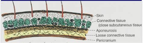 Face And Scalp Flashcards Quizlet