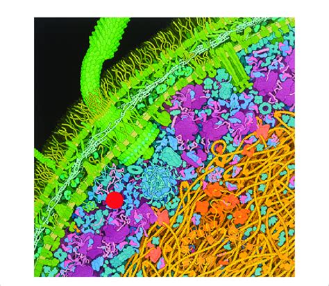 Cartoon Of The Crowded Interior Of An Escherichia Coli Cell The Test