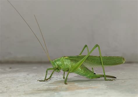 A Close Up Of A Grasshopper On A Surface Photo Free Animal Image On