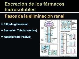 Excrecion Renal De Farmacos Pptx