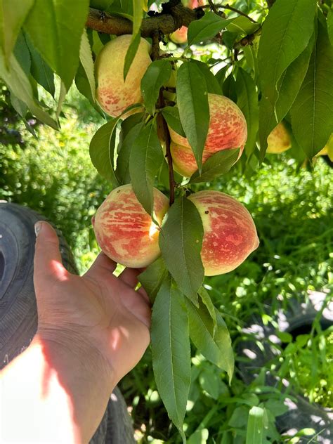 ყვავილები ვარდები სანერგე ყვავილები ვარდები სანერგე