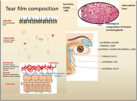 Figure E Components Of In Vitro Reconstruction Of Lacrimal Glands Download Scientific Diagram
