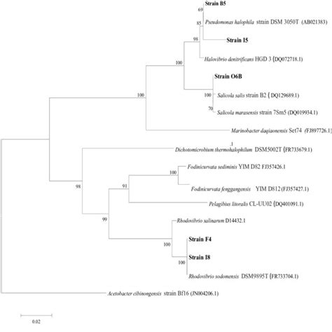 Phylogenetic Tree For Selected Strains Belonged To Bacteria Constructed
