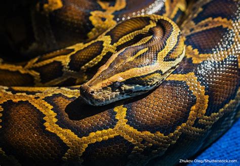 Ddos Attacks Via New Python Packages By Melanee Group Medium