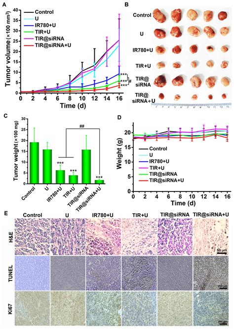 Anticancer Effects Of Tirsirna Mediated Gene Augmented Download