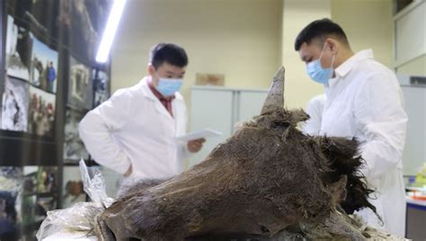 Ancient Bison Found In Permafrost Is So Well Preserved Scientists Want To Clone It Iflscience
