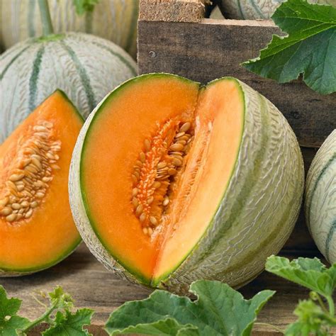 Cantaloupe Seeds