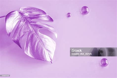 네온 배경에 핑크 몬스터 잎 트렌디 한 디자인 파스텔 미니멀리즘 복사 공간 0명에 대한 스톡 사진 및 기타 이미지 0명 개념 검은색 Istock