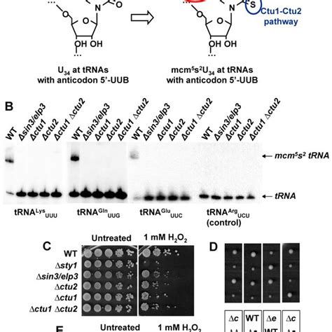 Codon Usage And Trna Gene Copy Number For Lys Gln And Glu Download
