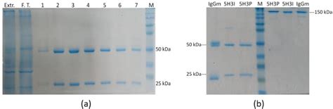 Figure 2 From Design Of A Diagnostic Immunoassay For Aflatoxin M1 Based On A Plant Produced