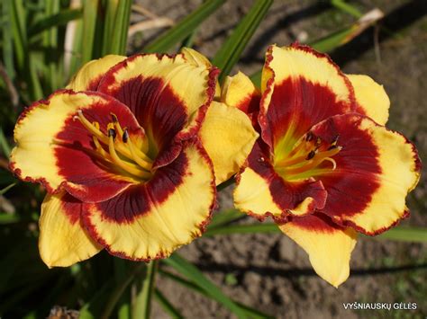 Paco Bell Daylily Phloxeu