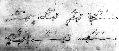 Bacterias Anton Van Leeuwenhoek In Search Of The First Microorganism