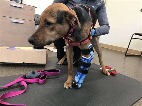 Prosthetic Limbs For Dogs