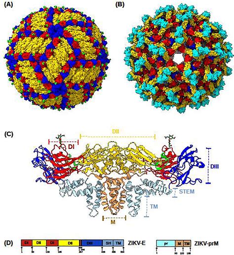 Mapping The Diverse Structural Landscape Of The Flavivirus Antibody