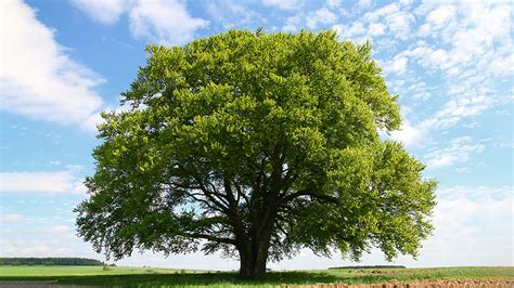 Lets Learn About Trees Science News For Students
