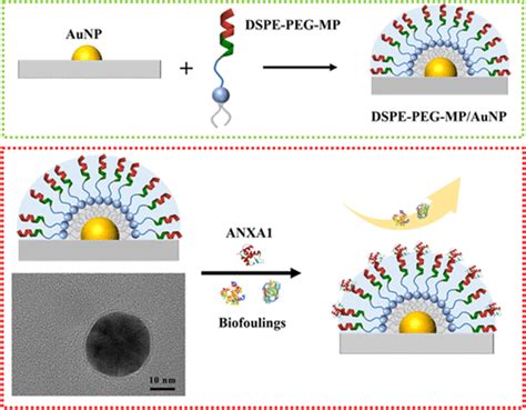 A Nonfouling Electrochemical Biosensor For Protein Analysis In Complex